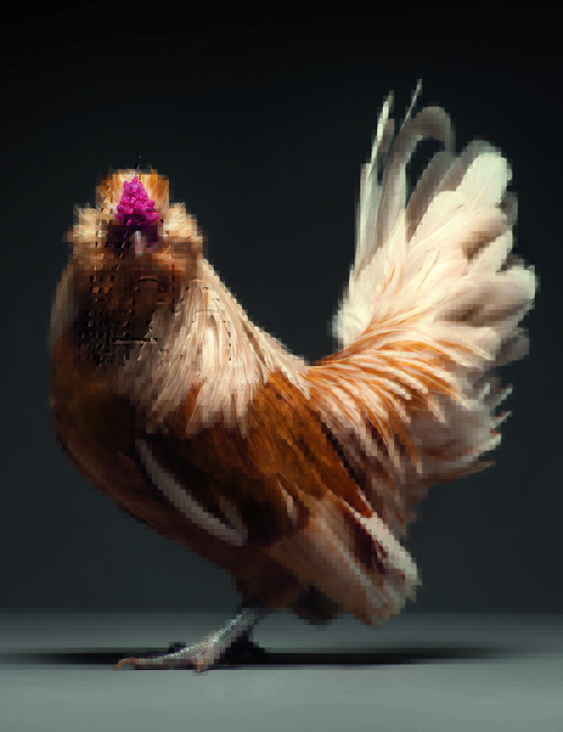 Wait 'Til You See These Chickens Posing for Their Close-Up – Frederic ...